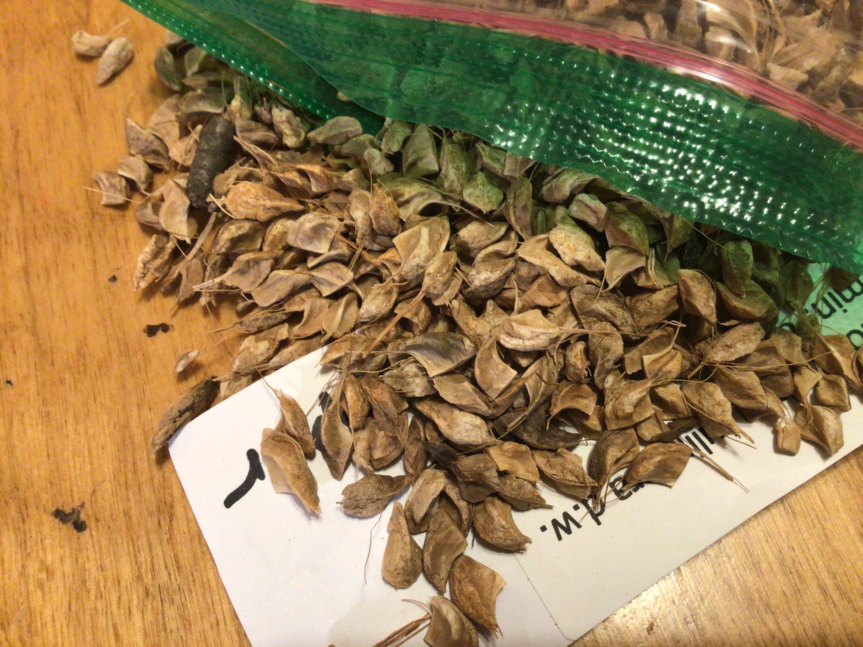 Tulip Poplar Tree Seeds (LIRIODENDRON TULIPIFERA) - Etsy