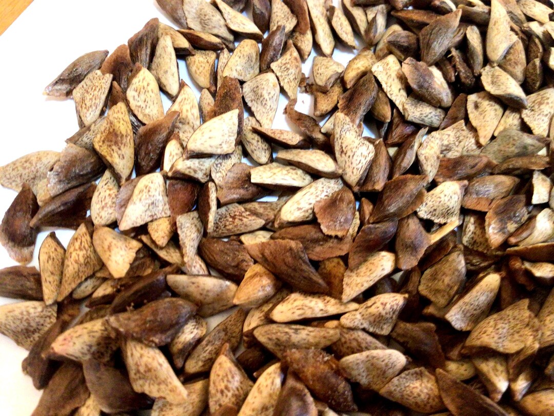 Chinese Douglas Fir Tree Seeds (PSEUDOTSUGA SINENSIS) - Etsy
