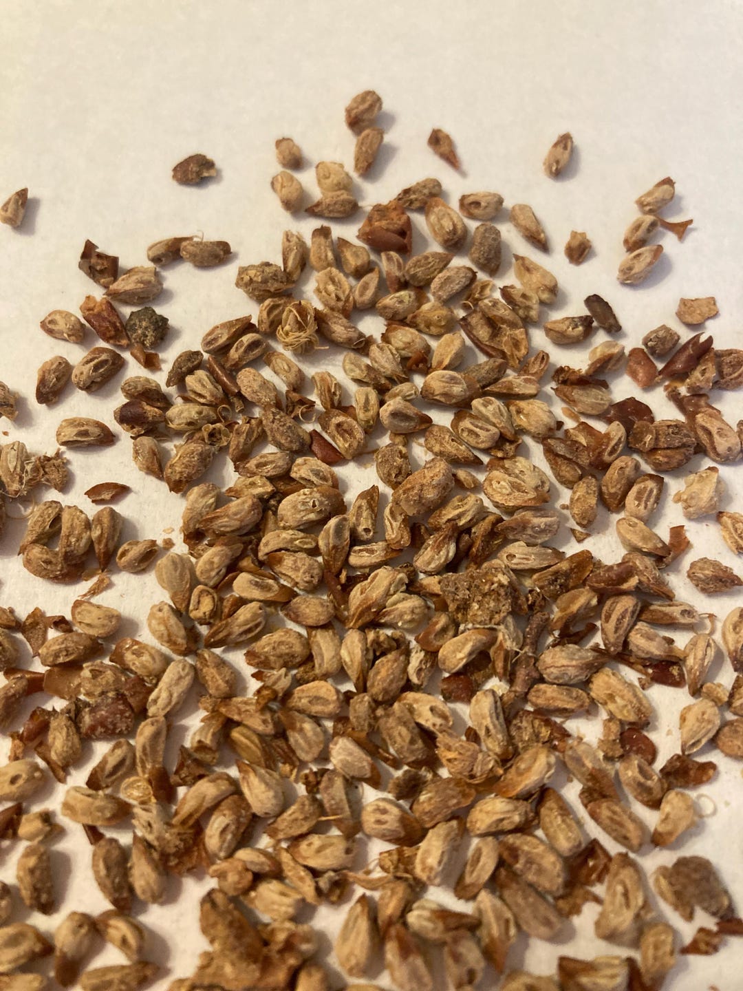 Cade Juniper Tree Seeds (JUNIPERUS OXYCEDRUS) - Etsy