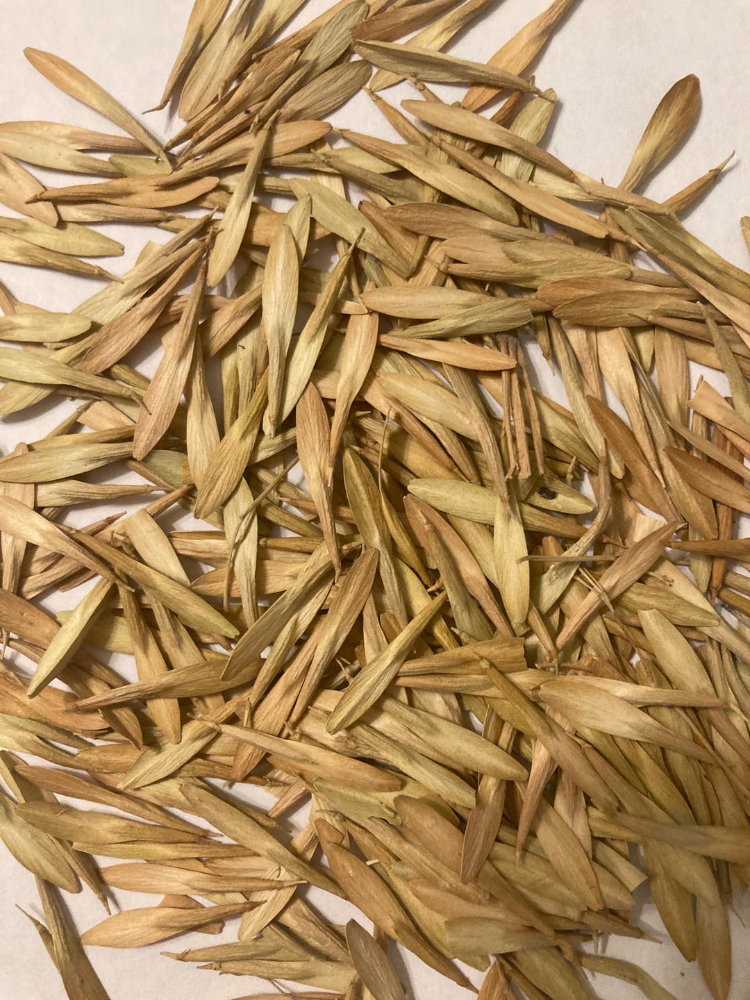 Arizona Ash Tree Seeds (FRAXINUS Velutina)(velvet Ash)(modesto Ash) - Etsy