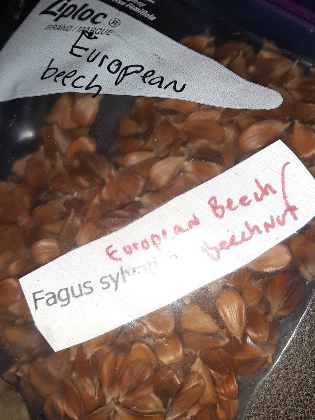 European Beech Tree Seeds fagus Sylvatica beechnut - Etsy