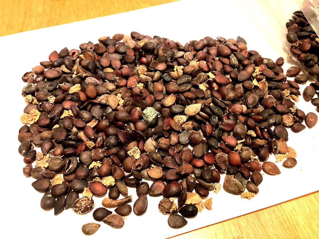 Chinese Pear Tree Seeds (PYRUS PYRIFOLIA) (oriental Pear) (sand Pear ...