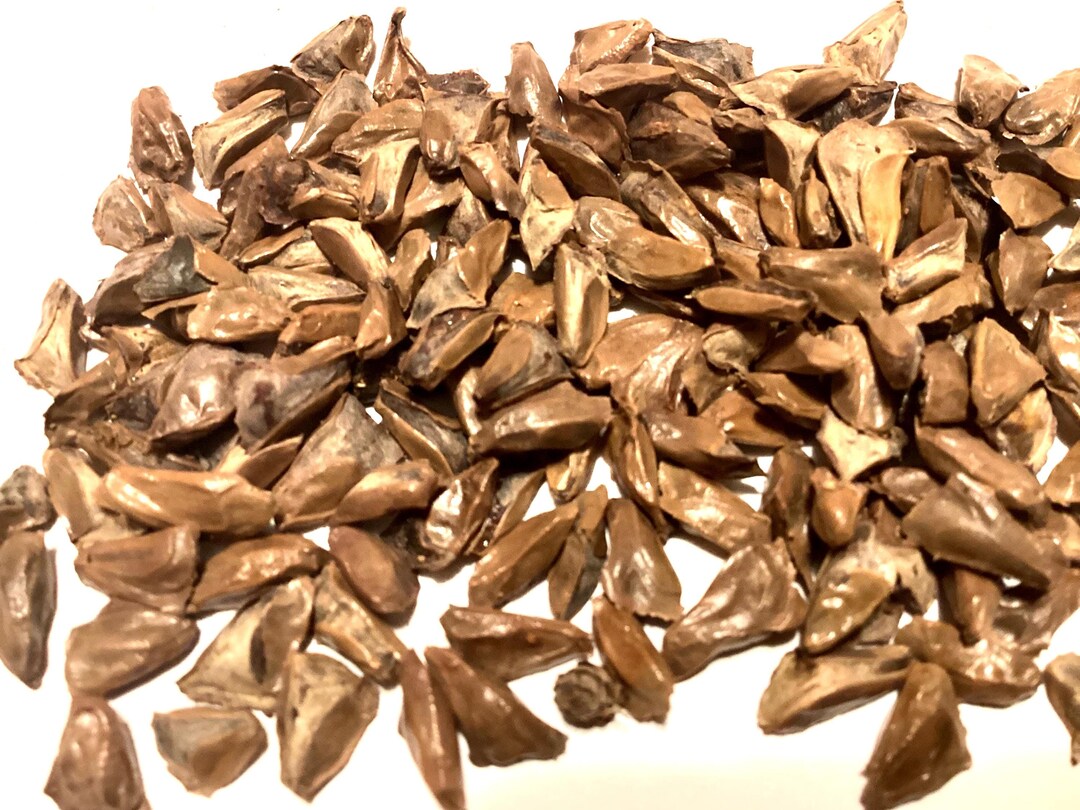 Greek Fir Tree Seeds (ABIES CEPHALONICA) - Etsy