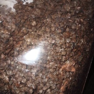 West Himalayan Alder Tree Seeds alnus Nitida - Etsy