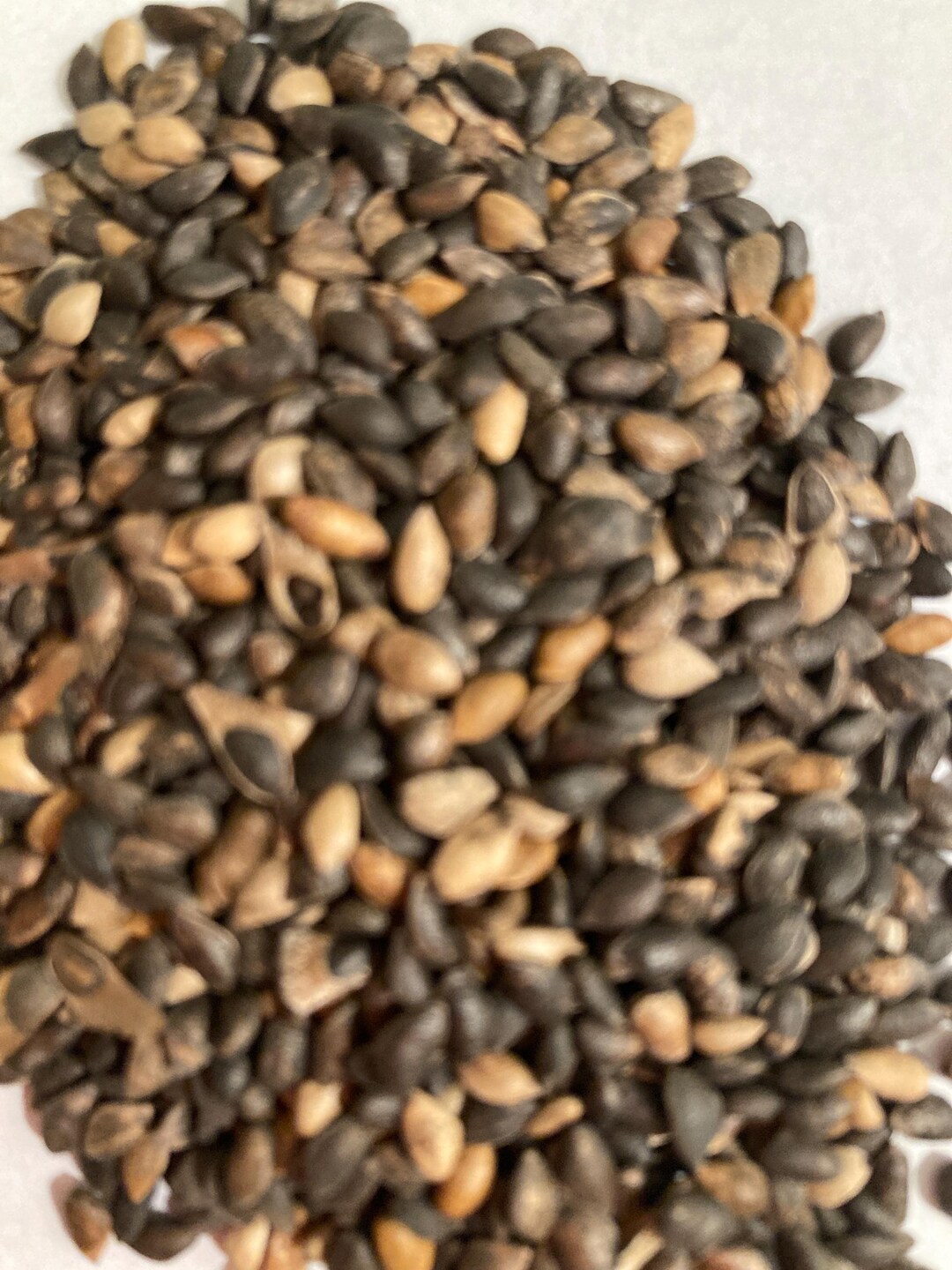 Rhodope Scotch Pine Tree Seeds (PINUS SYLVESTRIS RHODOPAEA) - Etsy