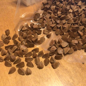 American Beech Tree Seeds FAGUS GRANDIFOLIA beechnut - Etsy