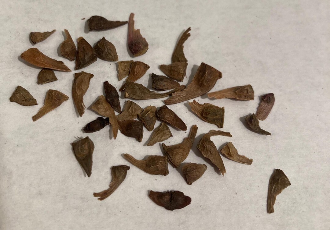 Dissected Japanese Maple Tree Seeds (acer Palmatum Dissectum) - Etsy