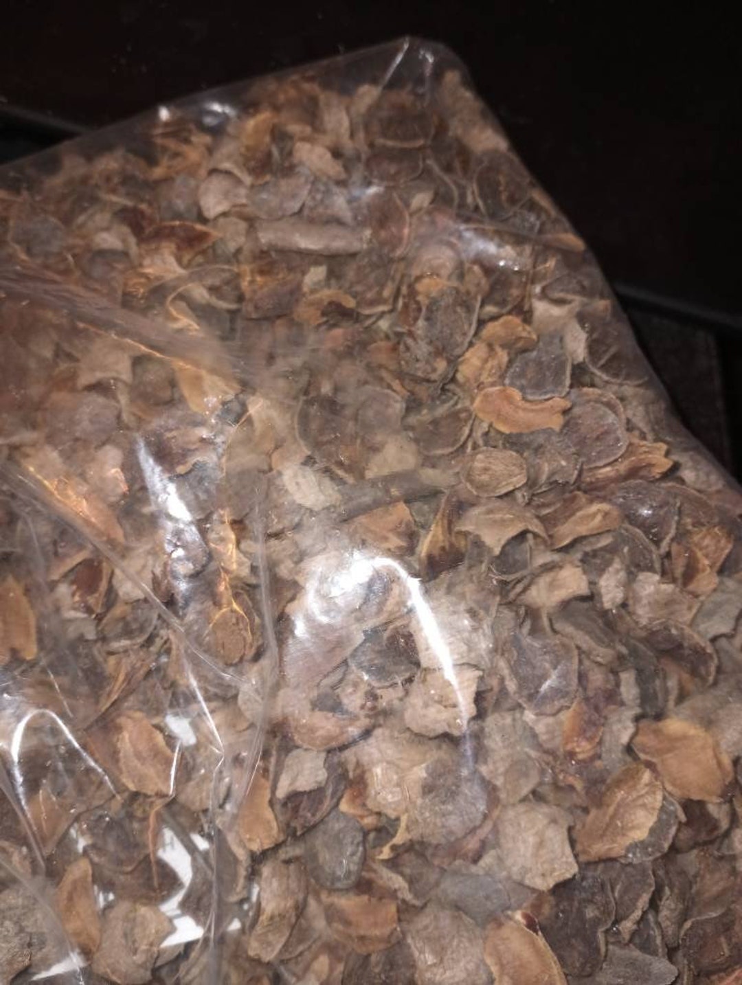 Bald Cypress Tree Seeds taxodium Distichum Northern northern Supply - Etsy