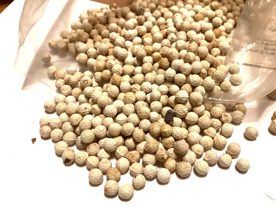 Common Hackberry Tree Seeds (CELTIS OCCIDENTALIS Europe) (hackberry ...