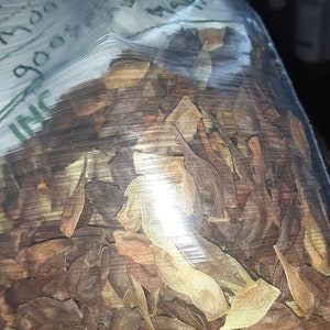 Moose Maple Tree Seeds acer Pensylvanicum - Etsy