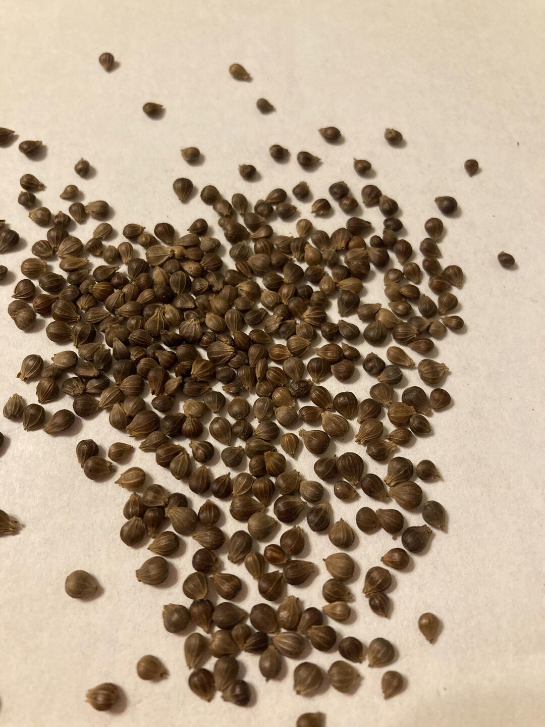 Oriental Hornbeam Tree Seeds (CARPINUS ORIENTALIS) - Etsy