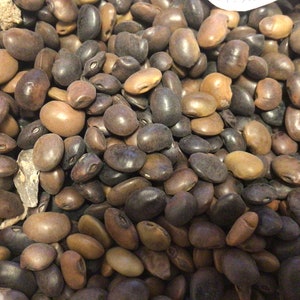 Japanese Pagoda Tree Seeds (SOPHORA JAPONICA) (chinese Scholar Tree) - Etsy