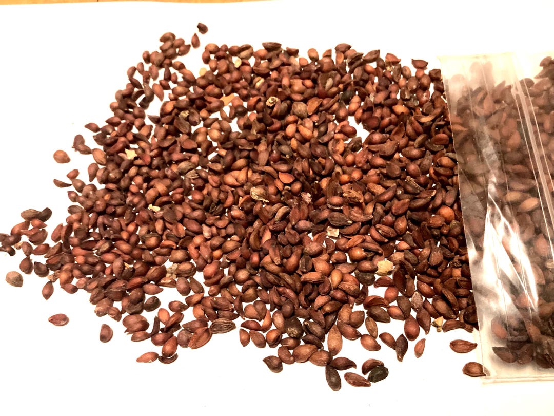 Korean Mountain Ash Tree Seeds (SORBUS ALNIFOLIA) - Etsy