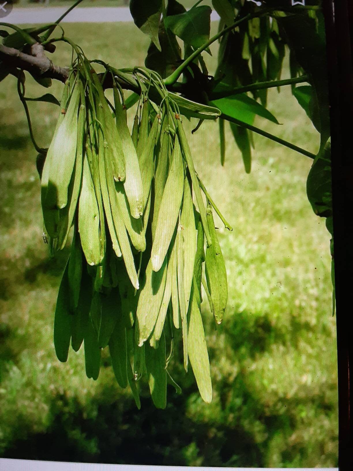 Red Ash Tree Seeds fraxinus Pennsylvanica - Etsy