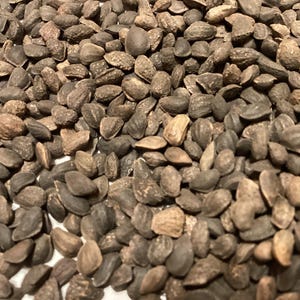 Loblolly Pine Tree Seeds (PINUS TAEDA) - Etsy