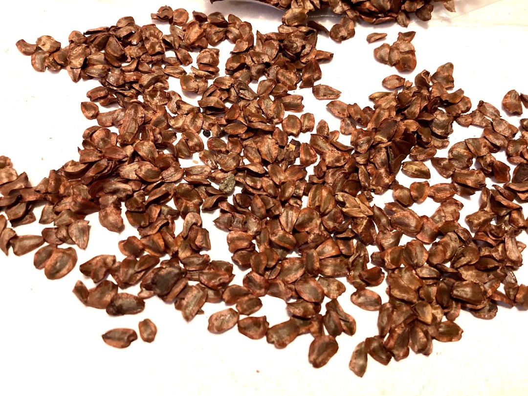 California Redwood Tree Seeds (SEQUOIA SEMPERVIRENS) (coastal Redwood ...