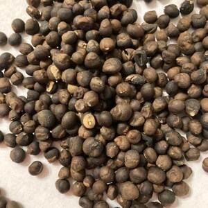 Kapok Tree Seeds (CEIBA PENTANDRA) (silk-cotton) (cotton Tree) (java ...