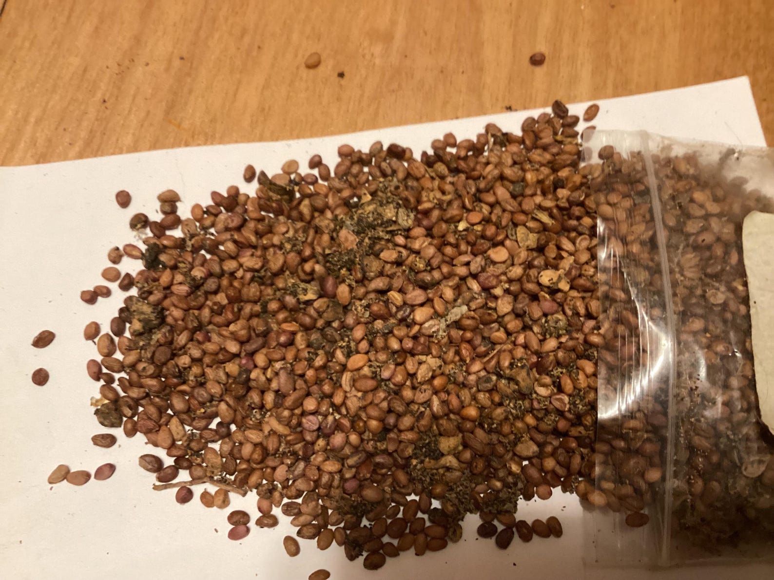 Spindle Tree Seeds (EUONYMUS EUROPAEUS) - Etsy