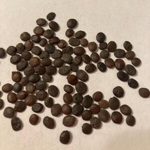 Giant Redbud Tree Seeds (CERCIS GIGANTEA) - Etsy