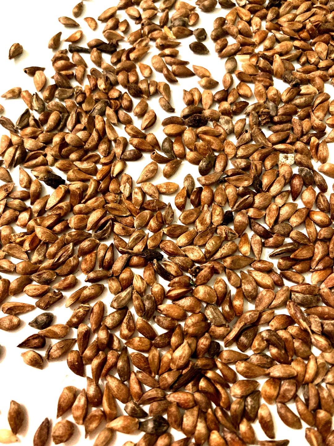 Dolgo Crabapple Tree Seeds (MALUS Sp DOLGO) (A Flowering Crab Apple ...