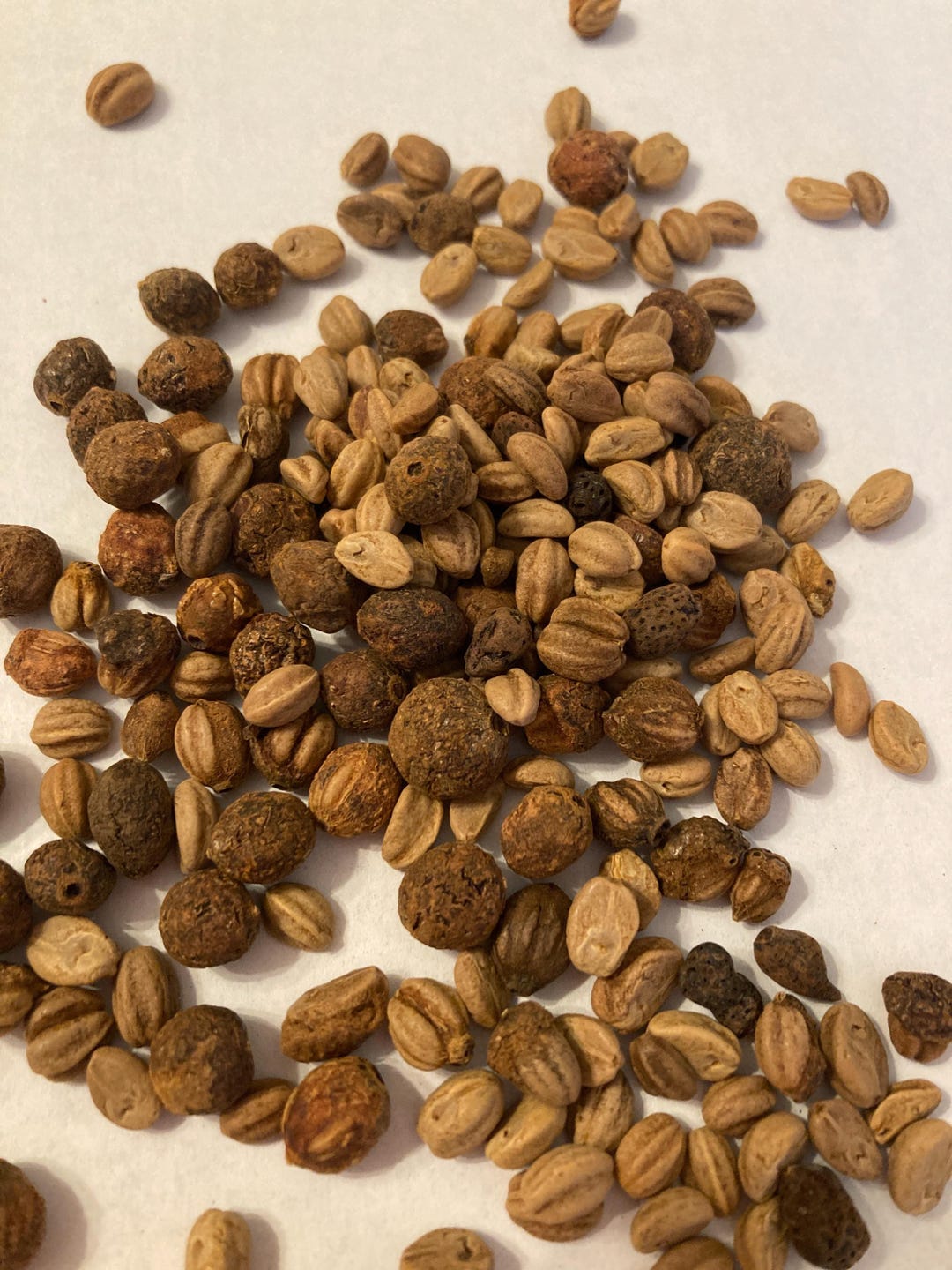 Cockspur Hawthorn Tree Seeds (CRATAEGUS Crus-galli)(cockspur Thorn) - Etsy