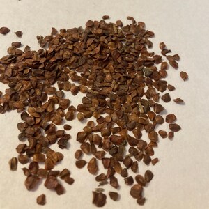Funeral Cypress Tree Seeds (cupressus Funebris) - Etsy