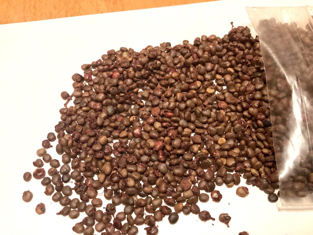 Punjab Sumac Tree Seeds (RHUS PUNJABENSIS) - Etsy
