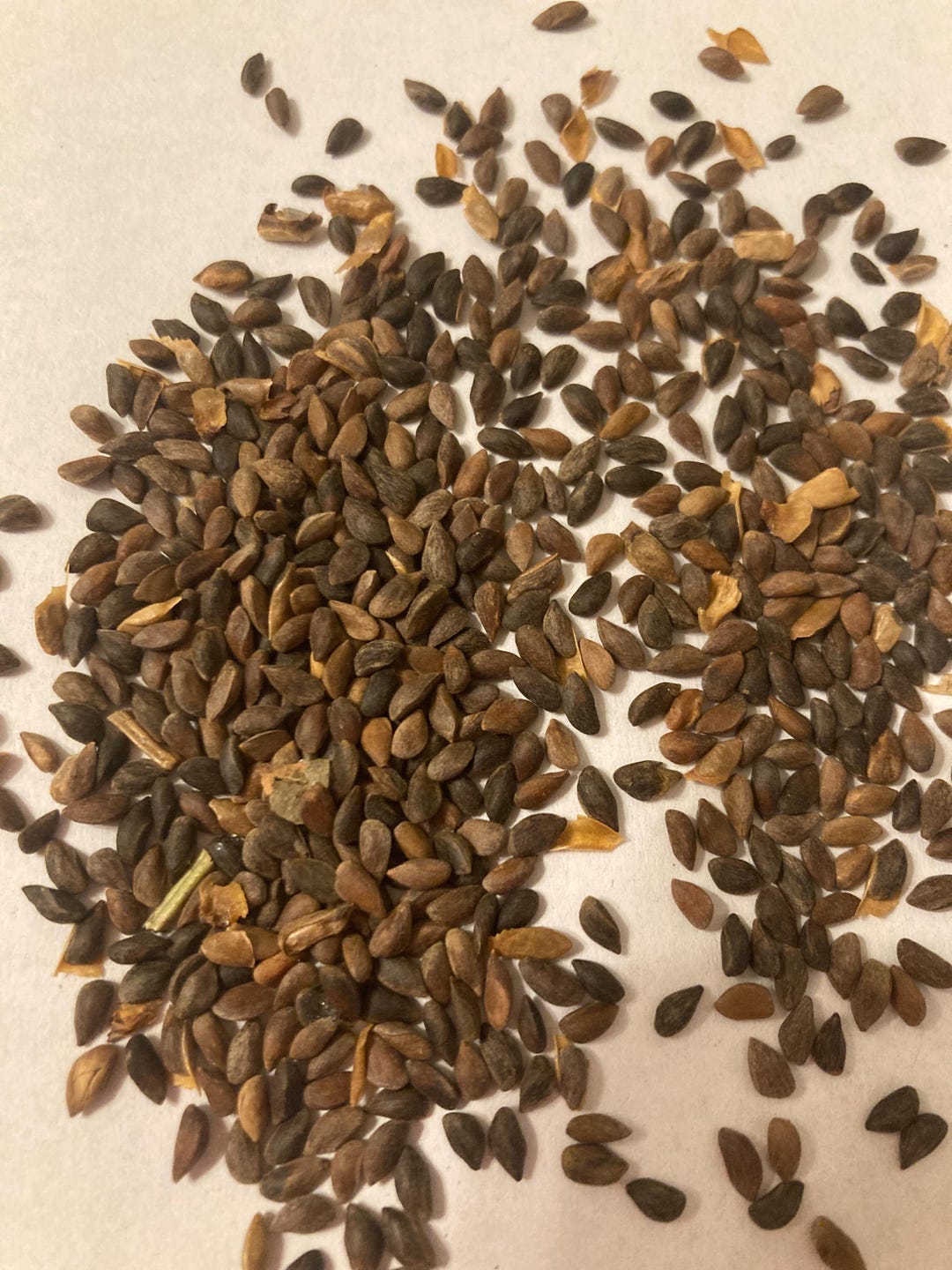 Dragon Spruce Tree Seeds (PICEA ASPERATA) - Etsy