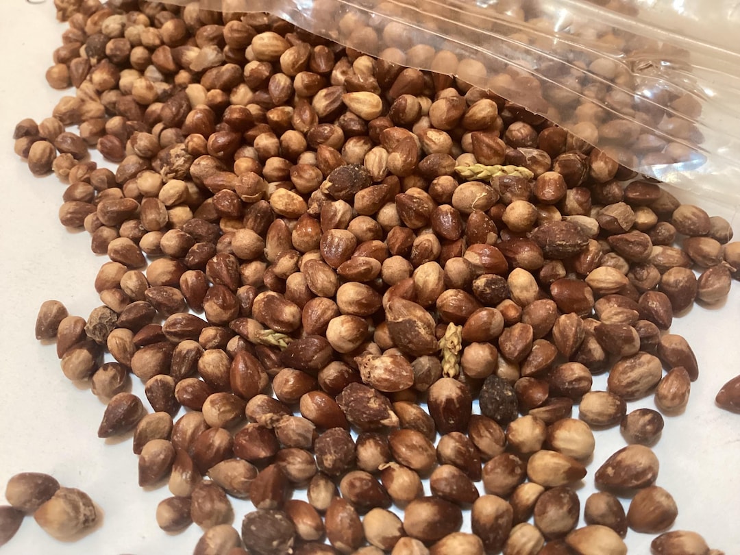 Single-seed Juniper Tree Seeds (JUNIPERUS MONOSPERMA) (cherrystone ...