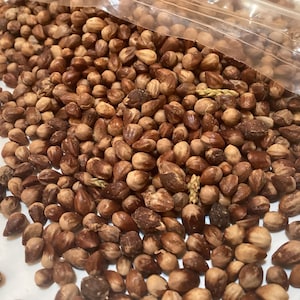 Single-seed Juniper Tree Seeds (JUNIPERUS MONOSPERMA) (cherrystone ...