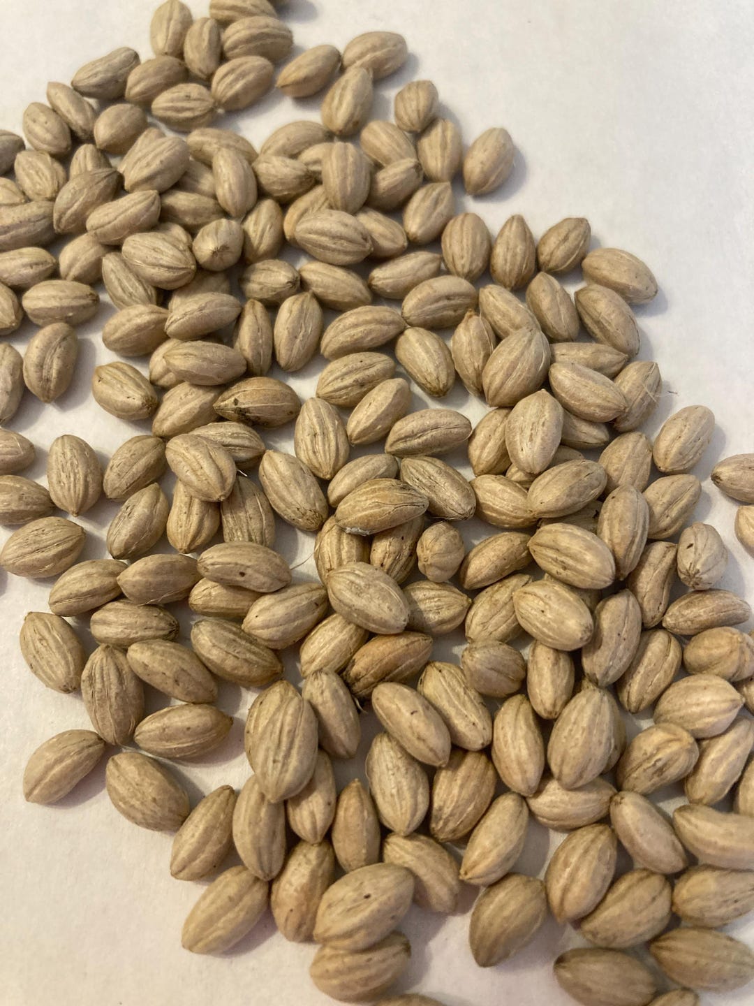 Blackgum Tree Seed (NYSSA SYLVATICA) (beetlebung)(black Tupelo ...
