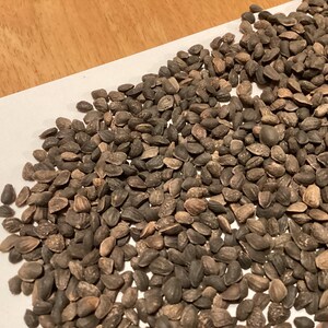 Loblolly Pine Tree Seeds (PINUS TAEDA) - Etsy