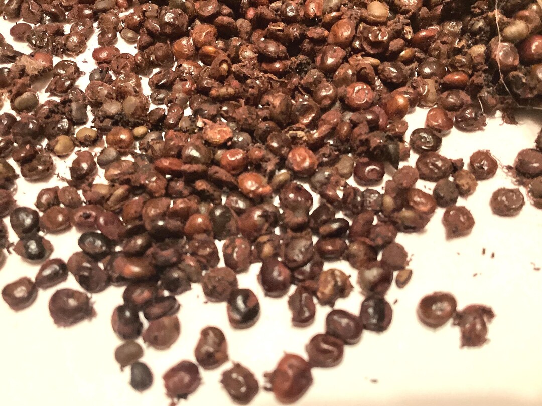 Potanin Sumac Tree Seeds (RHUS POTANINII) (chinese Sumac) - Etsy