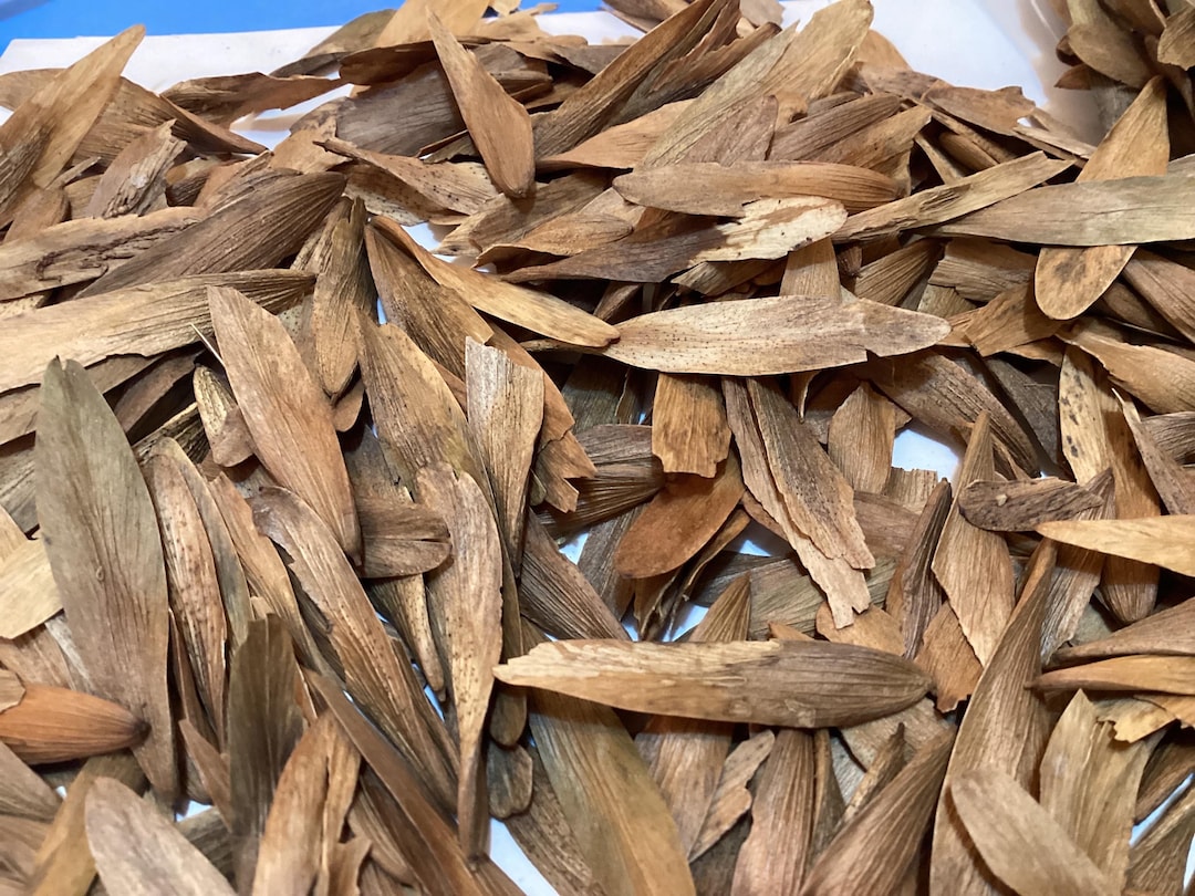 Manchurian Ash Tree Seeds (FRAXINUS MANDSHURICA Wings) - Etsy