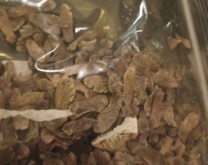 Autumn Fire Japanese Maple Tree Seeds acer Palmatum Dissectum Autumn ...