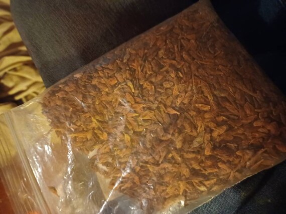 Manchurian Striped Maple Tree Seeds acer Tegmentosum | Etsy