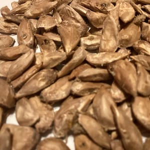 Deodar Cedar Tree Seeds (CEDRUS DEODARA) (himalayan Cedar) - Etsy