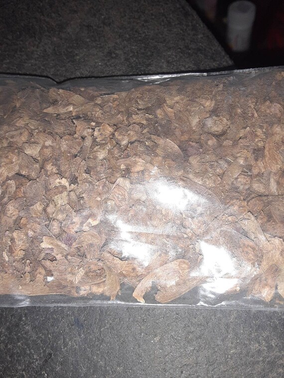 Aka Shigitatsu Sawa Japanese Maple Tree Seeds - Etsy