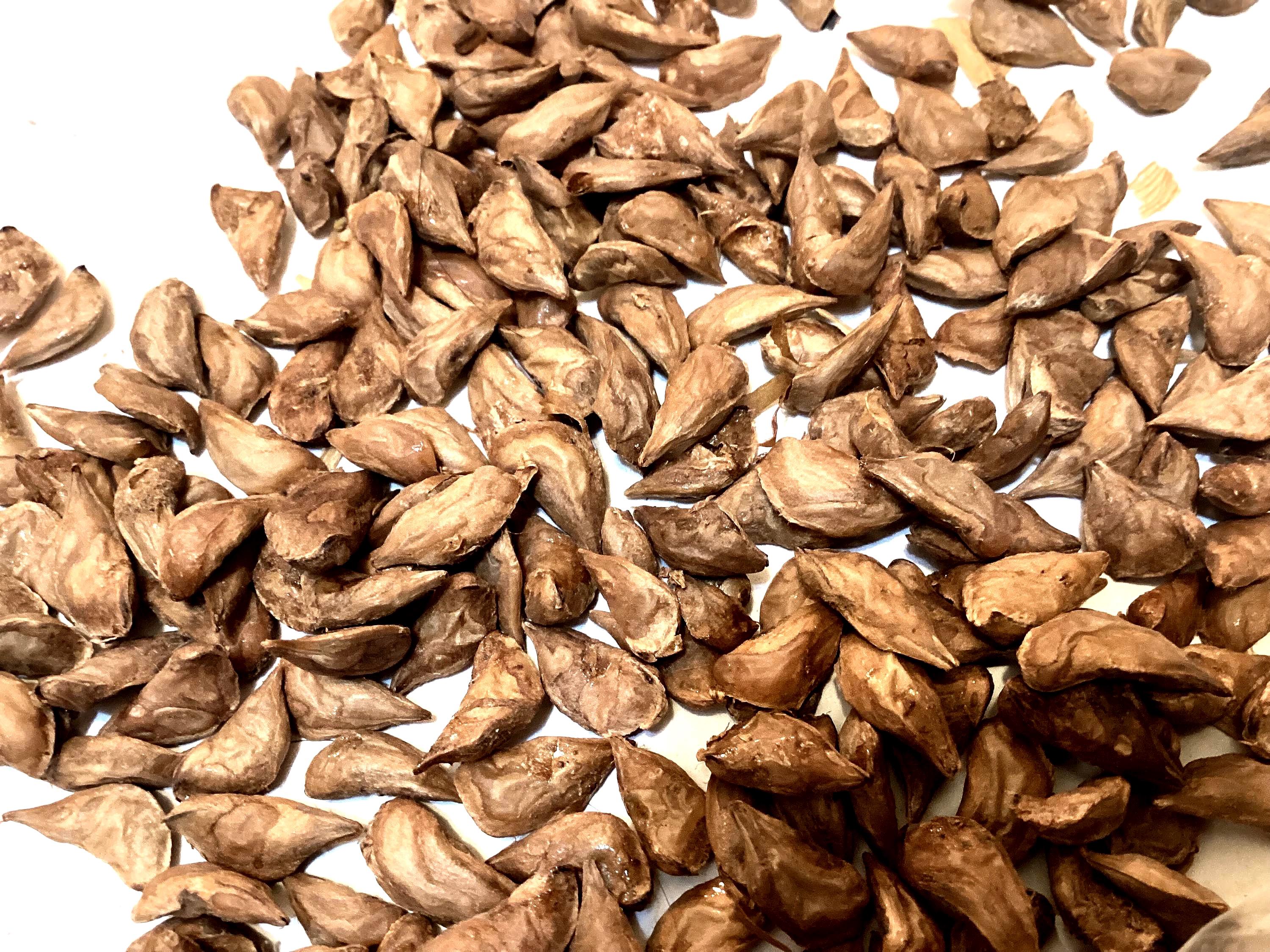 Lebanese Cedar Tree Seeds (CEDRUS LIBANI) - Etsy