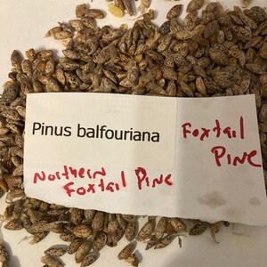Foxtail Pine Tree Seeds (PINUS BALFOURIANA) (northern Foxtail Pine) - Etsy
