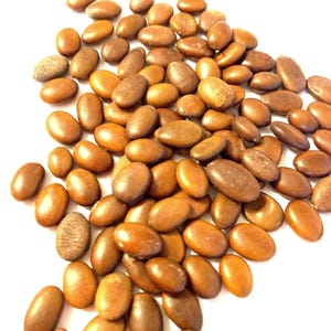 Caspian Locust Tree Seeds (GLEDITSIA CASPICA) (persian Honey Locust) - Etsy