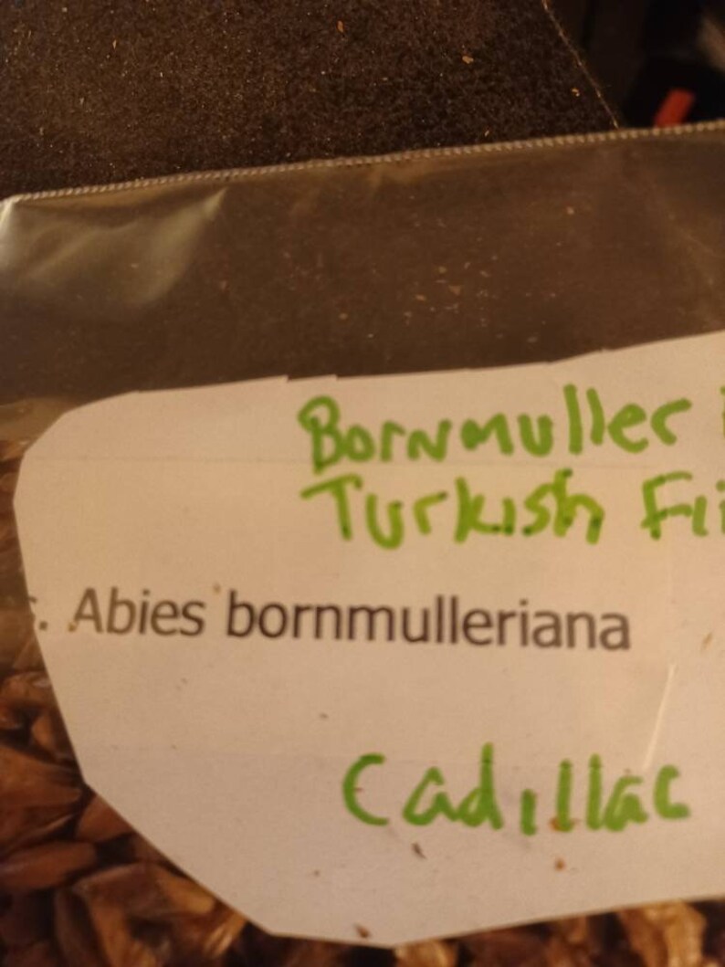 Turkish Fir Tree Seeds. abies Bornmulleriana - Etsy