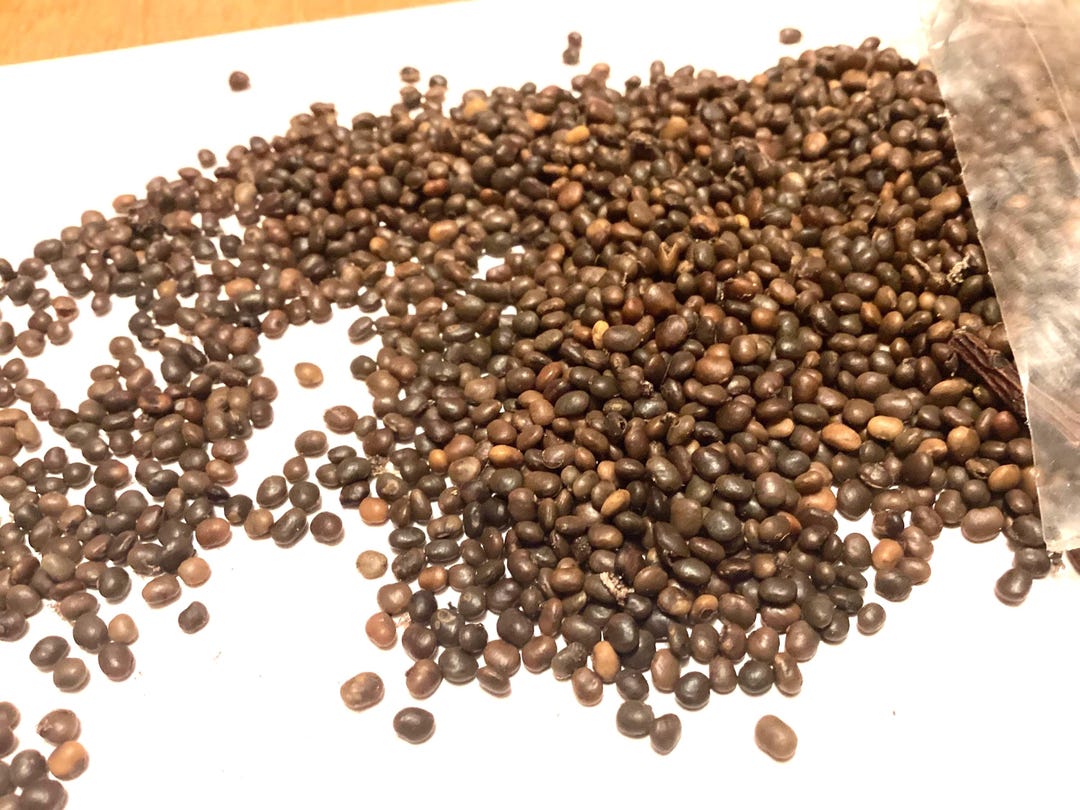 Shining Sumac Tree Seeds (RHUS COPALLINA) - Etsy