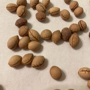 Eastern Sand Cherry Tree Seeds (PRUNUS PUMILA) (sandcherry) - Etsy