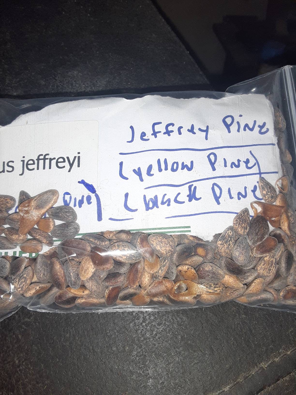 Yellow Pine Tree Seeds pinus Jeffreyi - Etsy