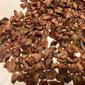 Piute Cypress Tree Seeds (CUPRESSUS NEVADENSIS) - Etsy