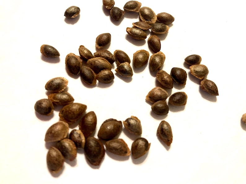 Macedonian Pine Tree Seeds (PINUS PEUCE) (balkan Pine)(greek Stone Pine ...