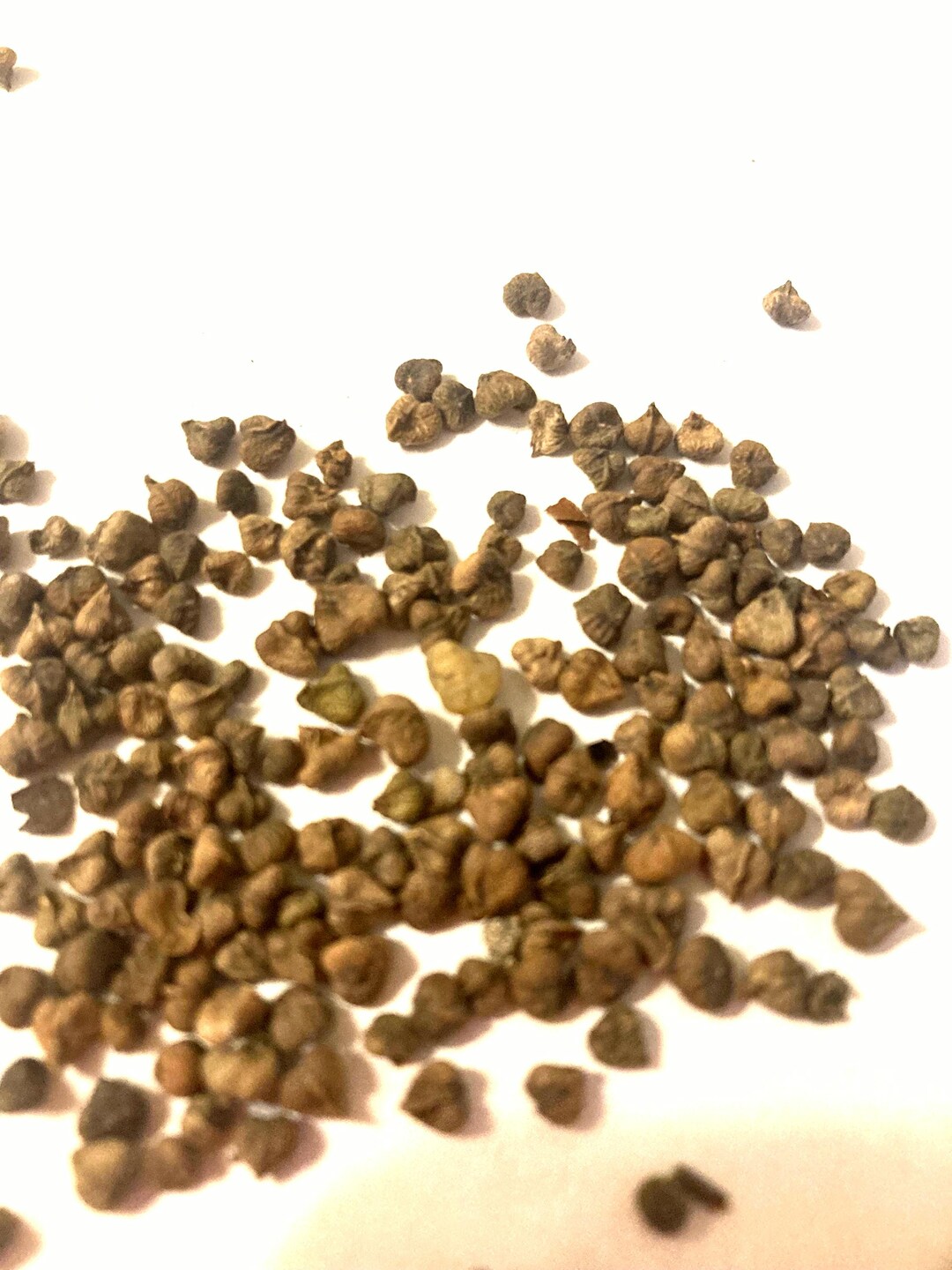 Southern Elm Tree Seeds (ZELKOVA SCHNEIDERIANA) (chinese Zelkova, Jumu ...