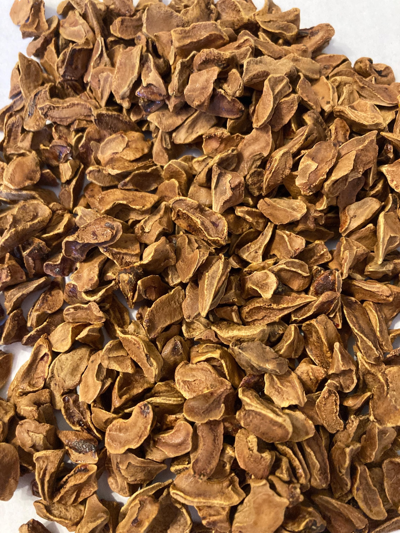Bald Cypress Tree Seeds (TAXODIUM DISTICHUM) (southern Sourced) - Etsy