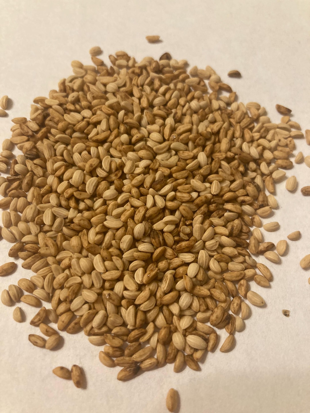 Yaupon Shrub Seeds (ILEX VOMITORIA) (yaupon Holly Tree, Cassina) - Etsy